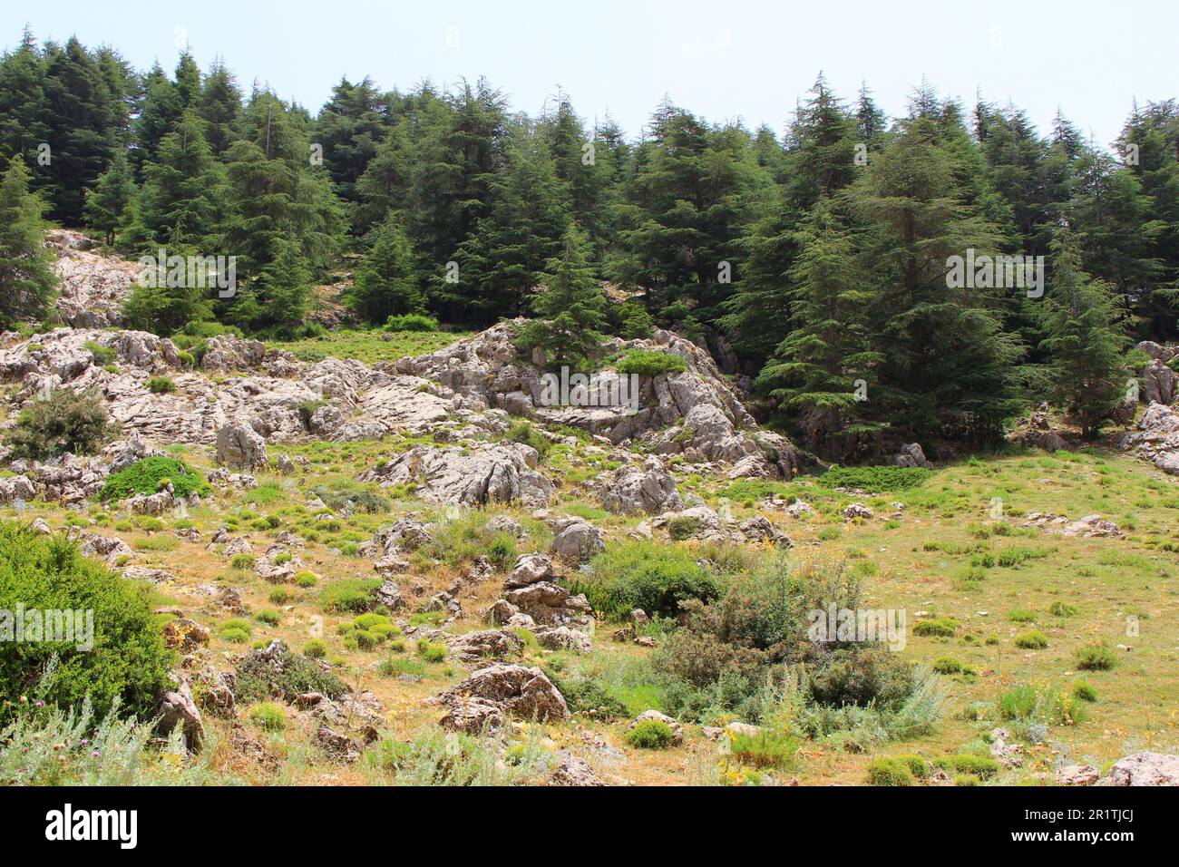 Mountain and forest scenery. Near Tikjda ski resort, Djurdjura mountain ...