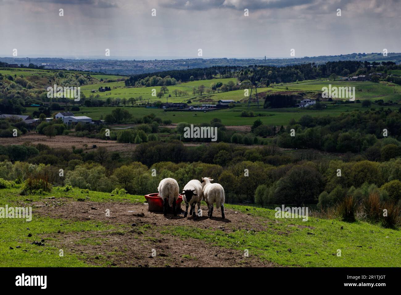 Spring lambs in upland landscape valley Stock Photo - Alamy