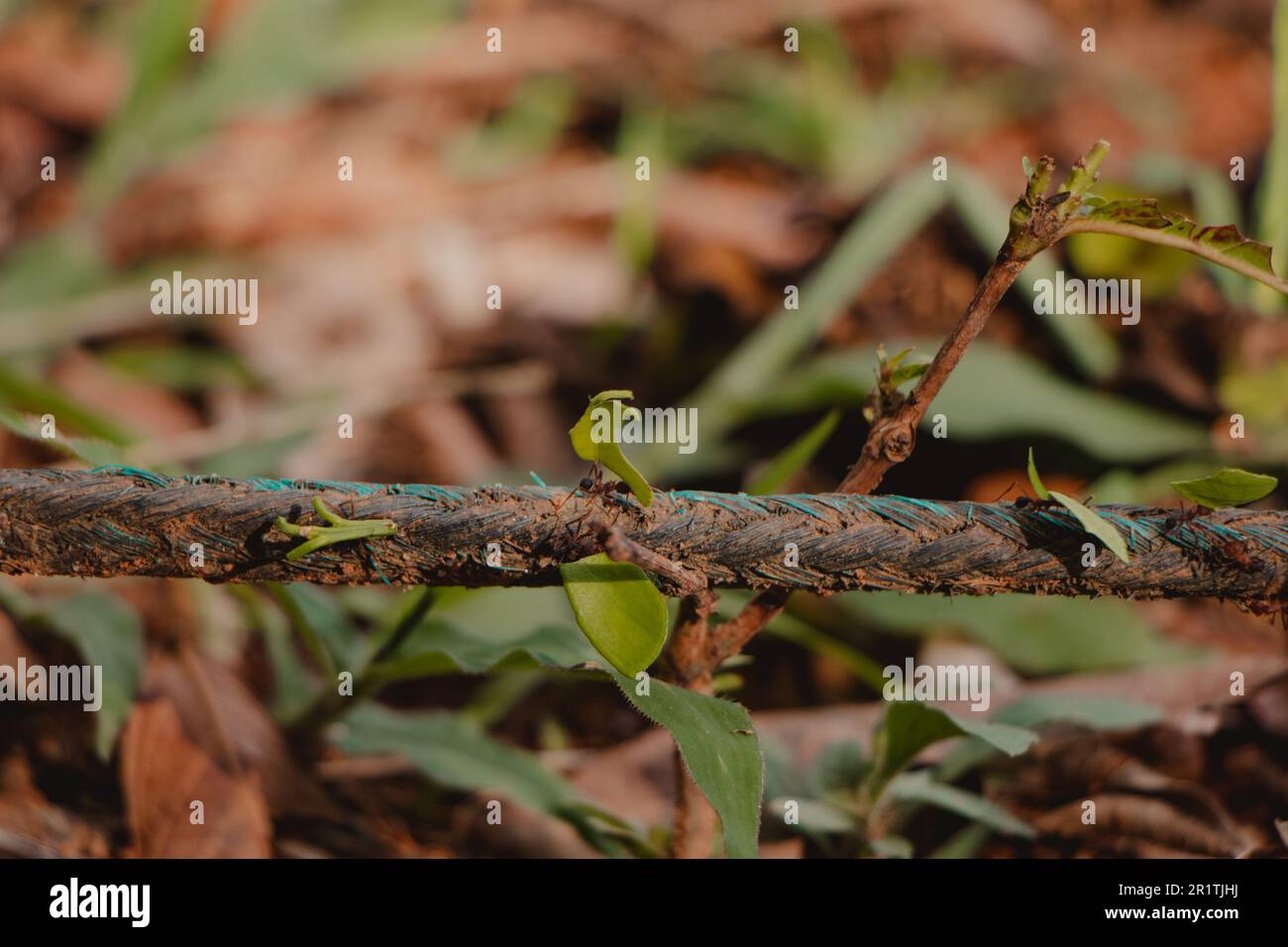 worker ants carrying leaves Stock Photo - Alamy