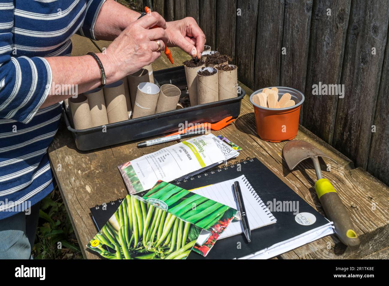 Woman sowing seeds of climbing French bean 'Cobra', Phaseolus vulgaris ...