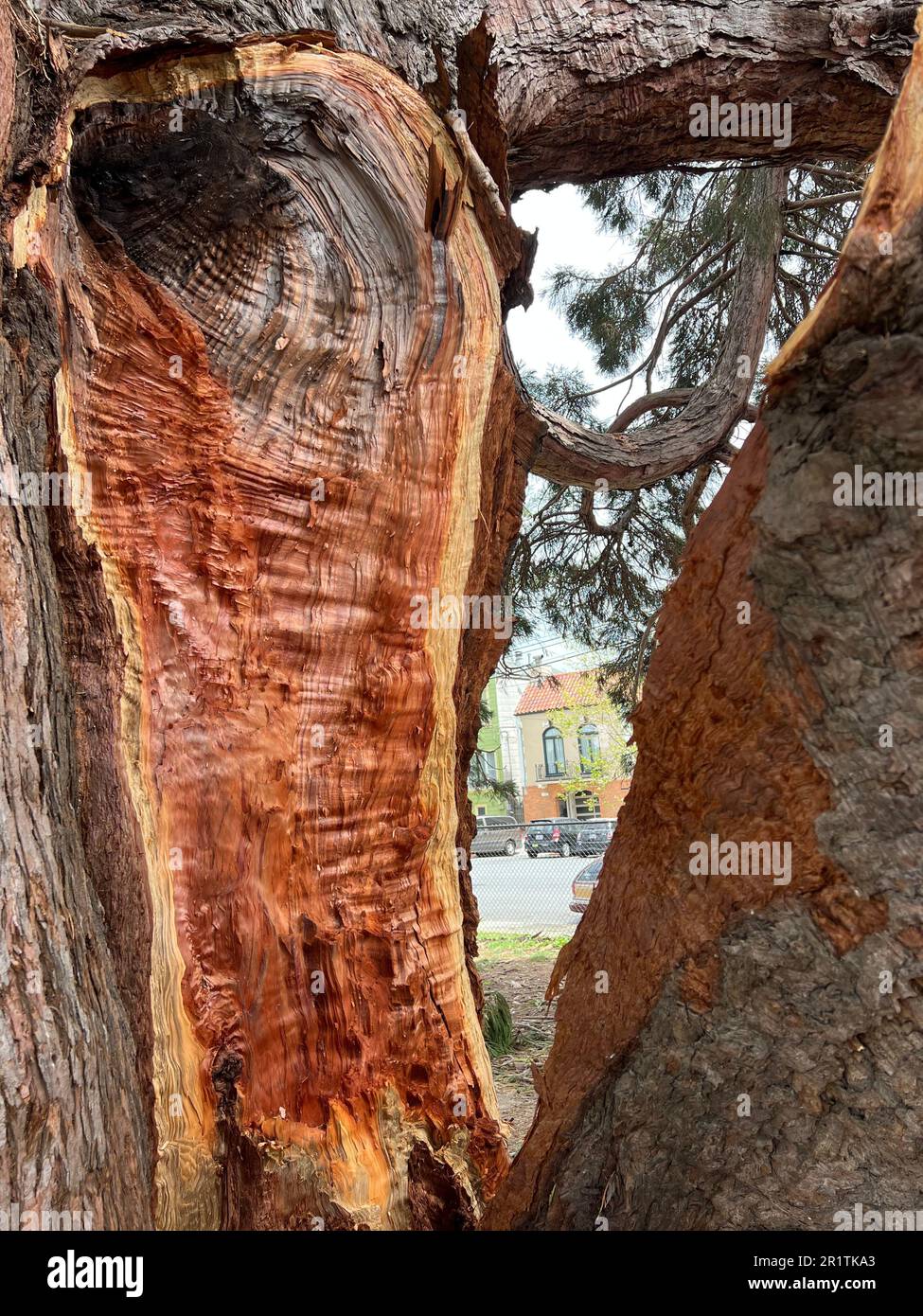 A large tree trunk with an exposed section of its bark peeled away ...