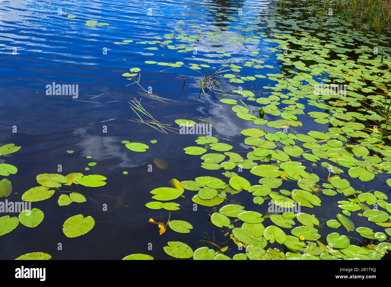 Texture of lake river water with green leaves of lily plants, the back ...