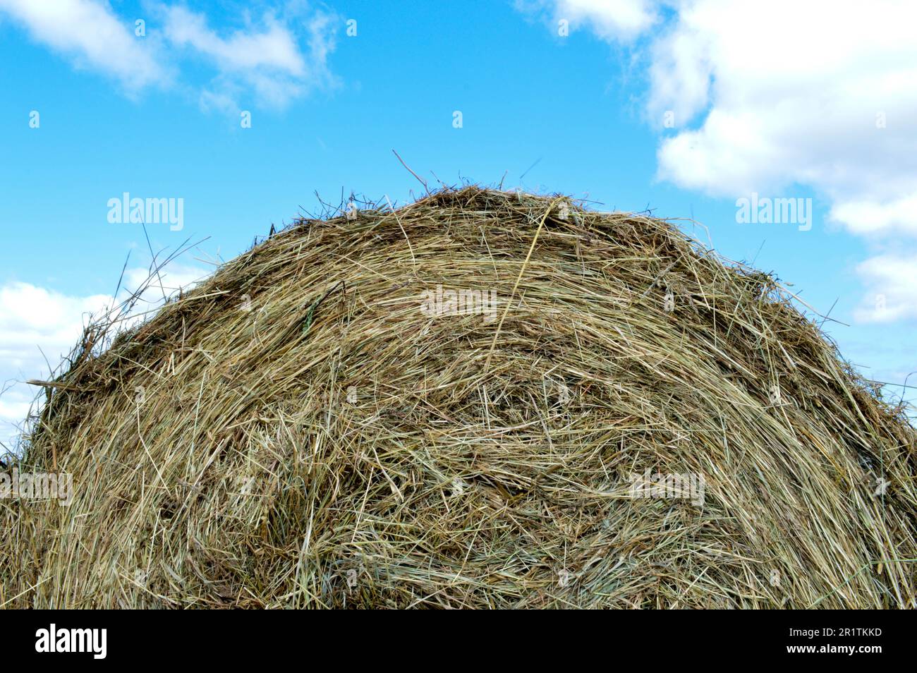 The texture of a round natural dried dry haystack of straw is a dry ...