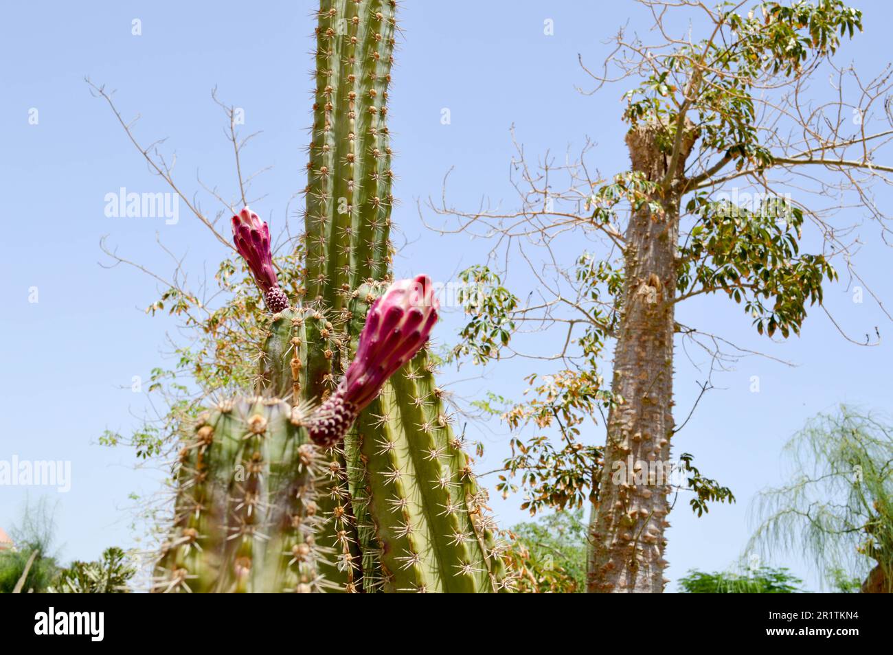 The texture of a green prickly natural Mexican hot fresh strong ...