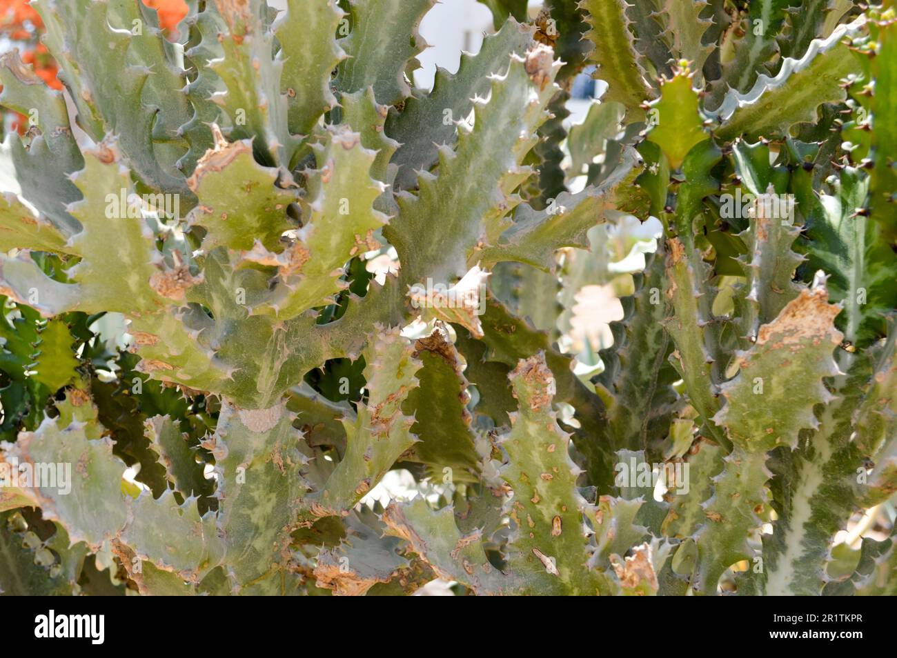 The texture of a green prickly natural Mexican hot fresh strong ...