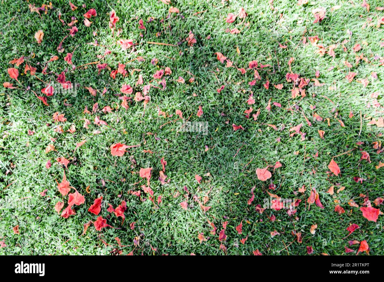 The texture of green fresh mown trimmed smooth natural bright grass ...