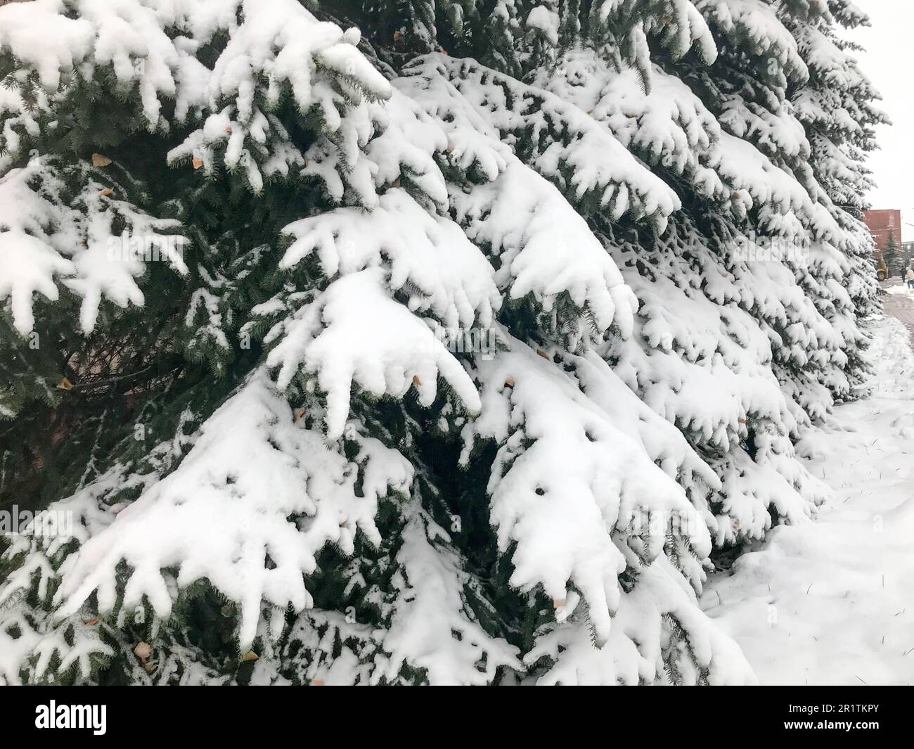 Winter texture with Christmas trees with branches festive covered with ...