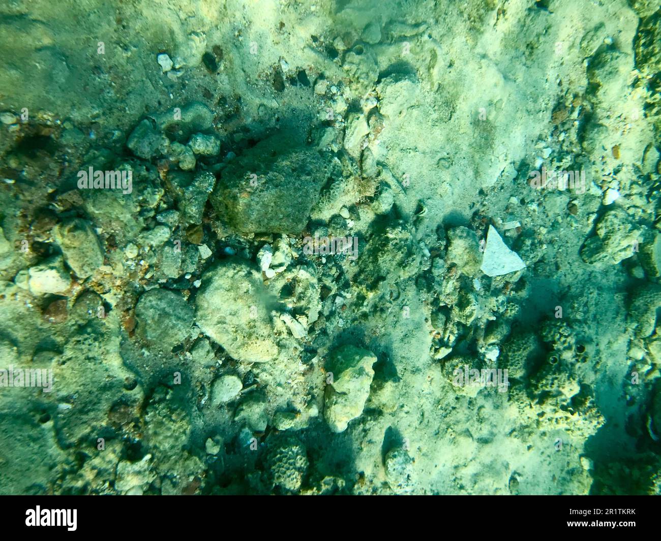Blue Green Algae In Coral Reefs