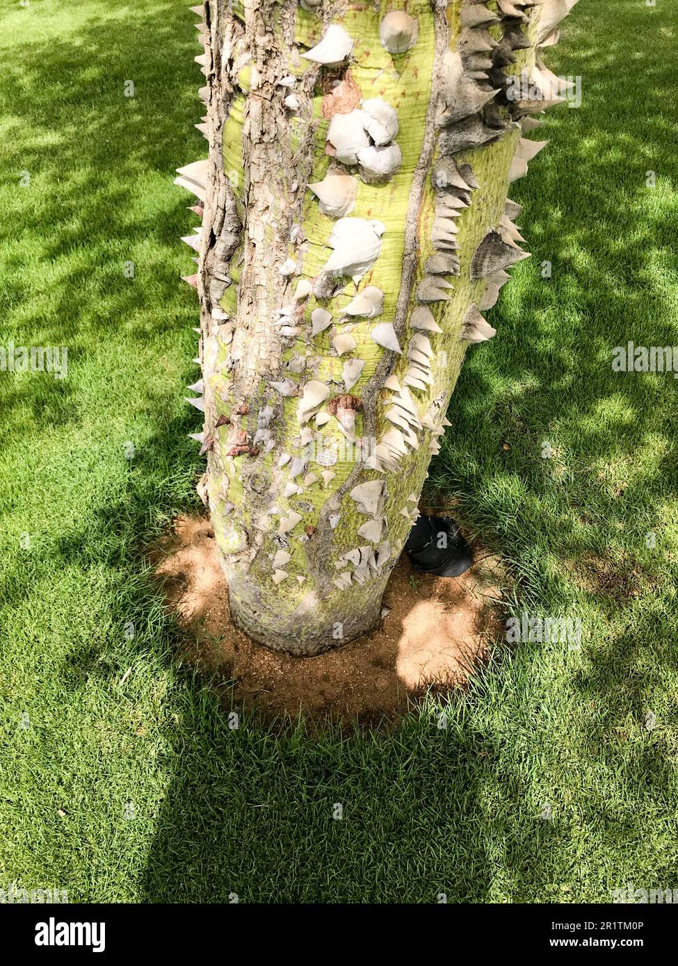 The thick trunk of a green natural natural terrible dangerous tree ...