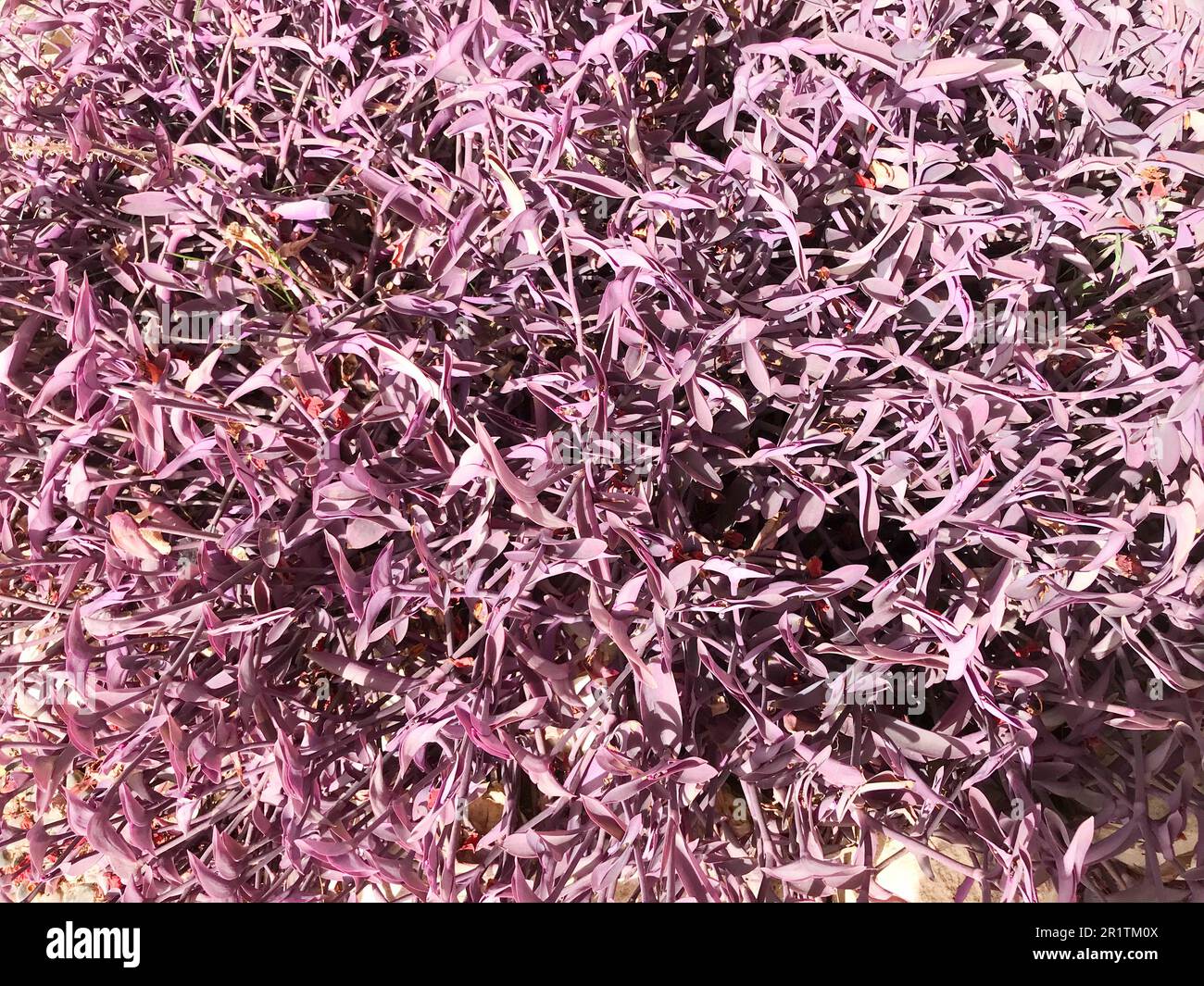 Texture of beautiful colored violet fresh leaves of a plant, shrub in ...
