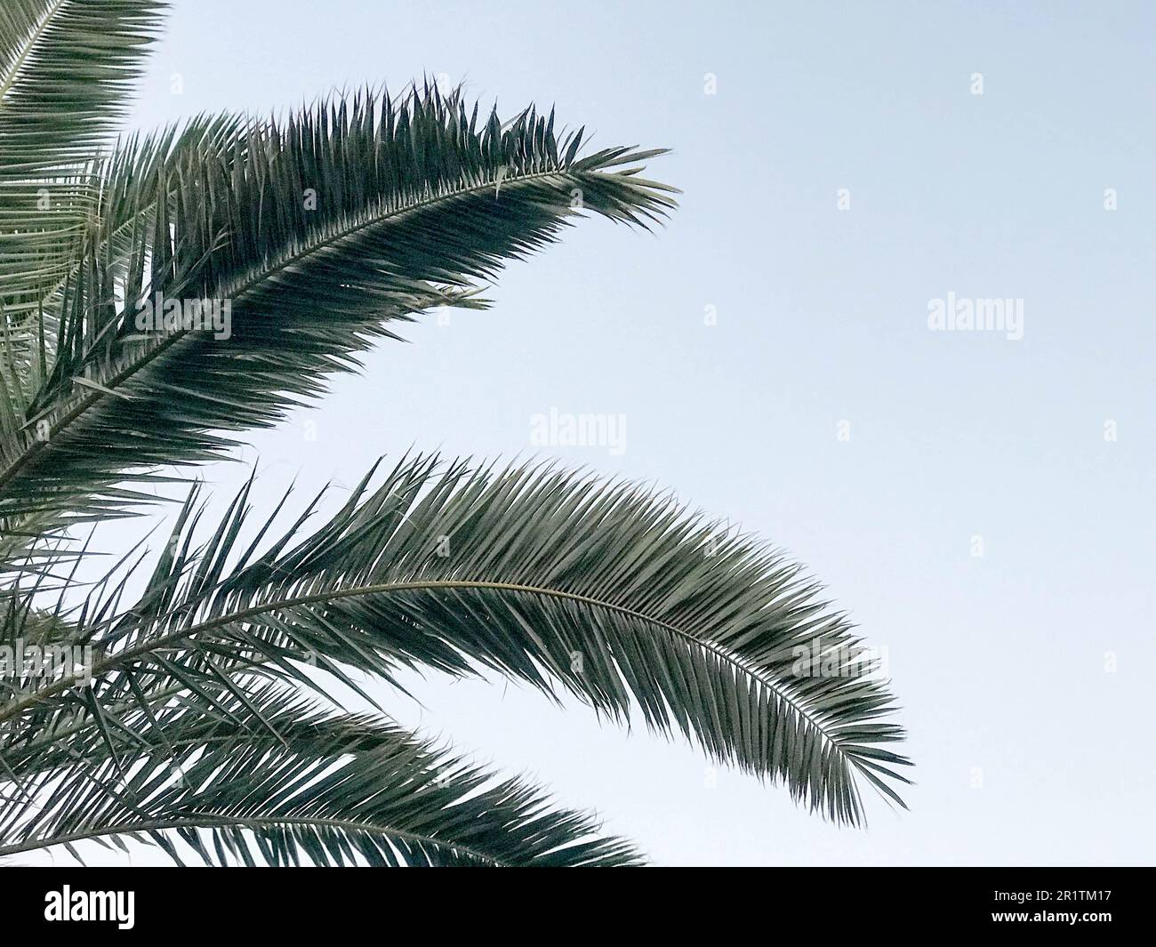 Texture of green sweeping beautiful fresh palm tropical branches with ...