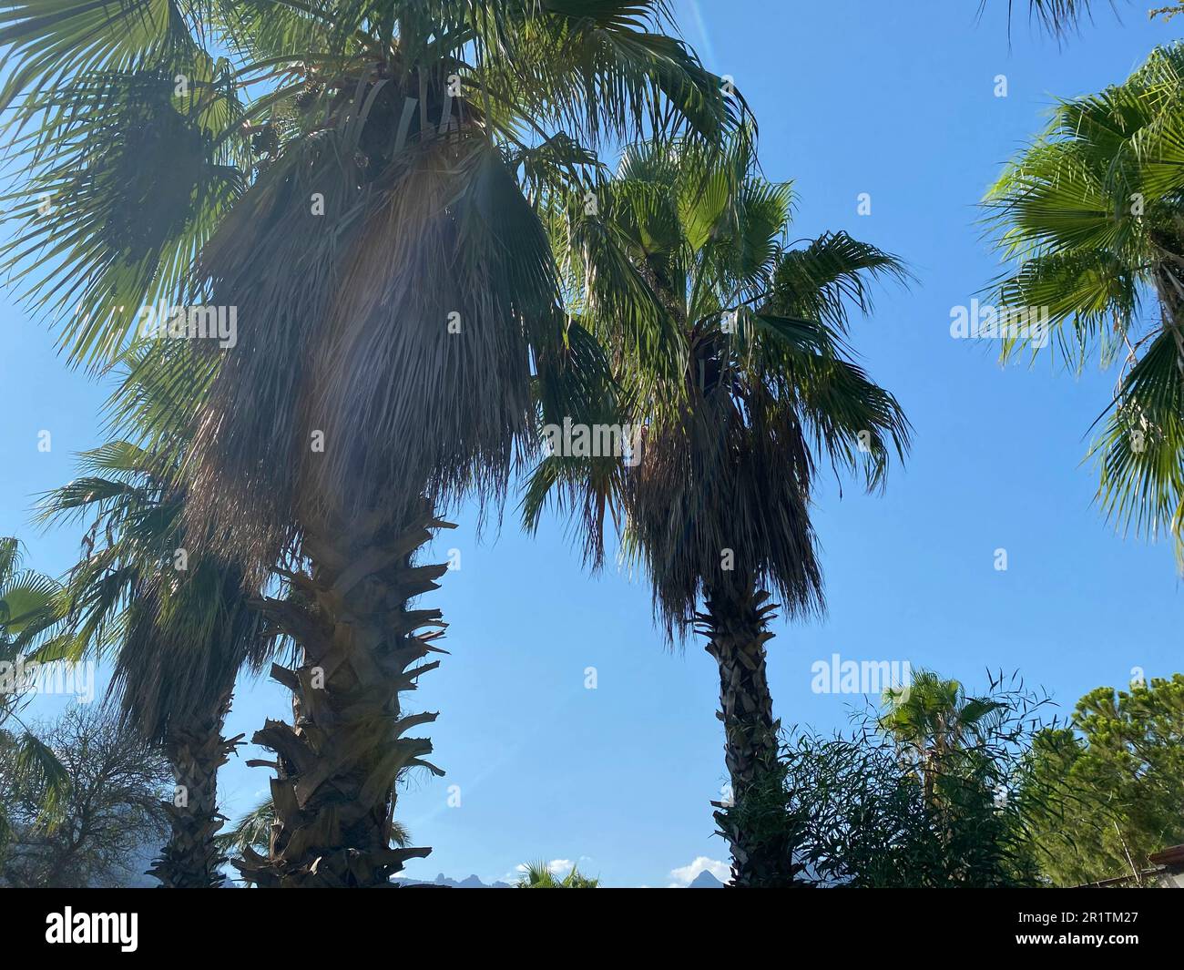 Smooth Palm Tree Trunk