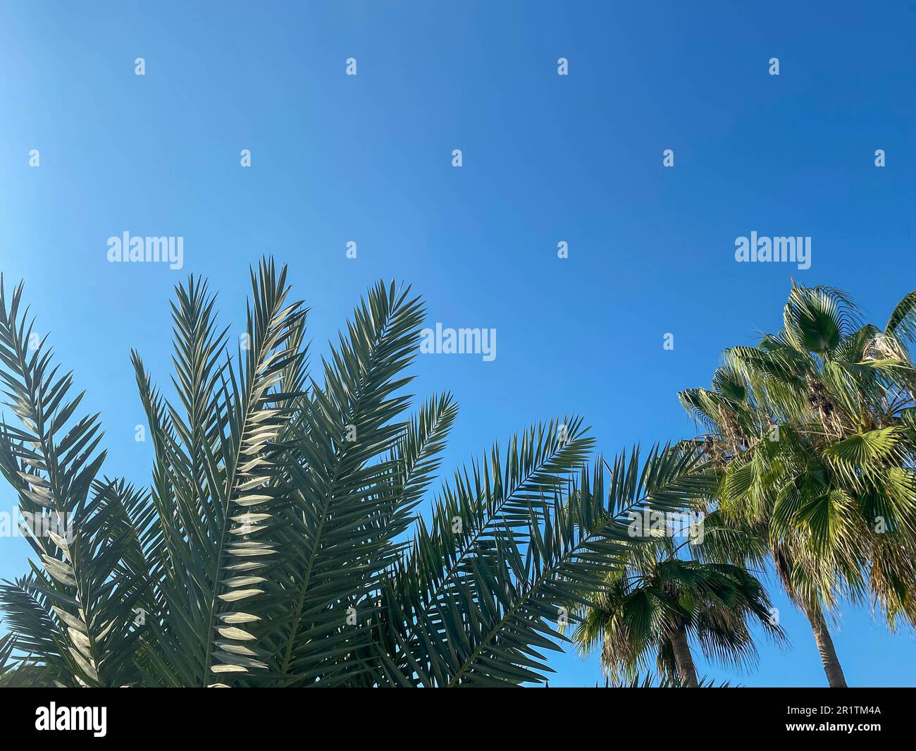 Beautiful palm trees with green fluffy sweeping juicy large leaves ...