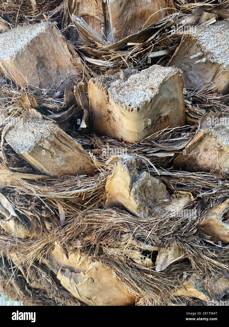 Palm tree bark texture and background Stock Photo - Alamy