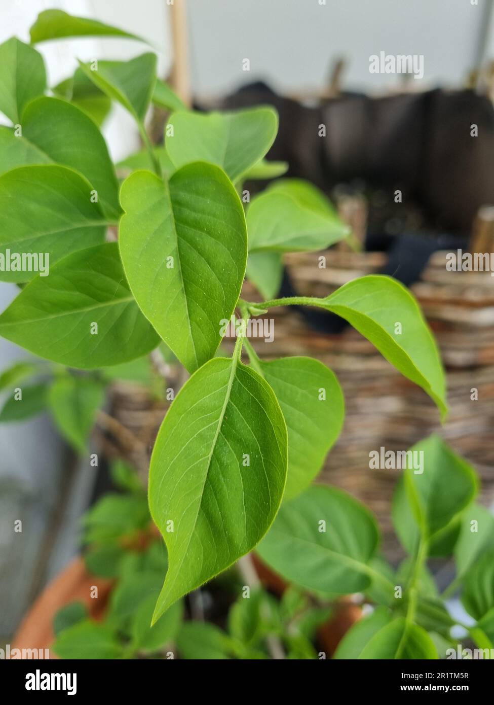A vibrant green leafy plant, with its delicate foliage and veins ...