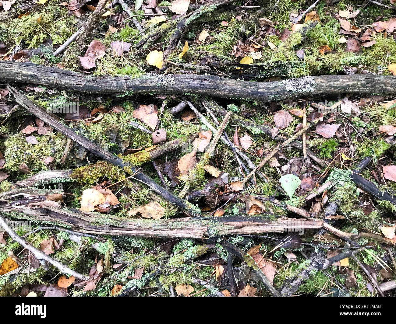 Texture of sticks and branches, logs of roots covered with natural ...