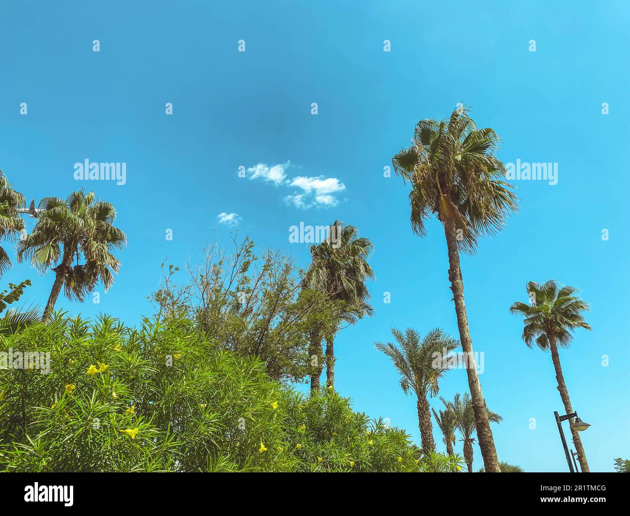 Where Are Palm Trees Natural at Lawrence Gooden blog