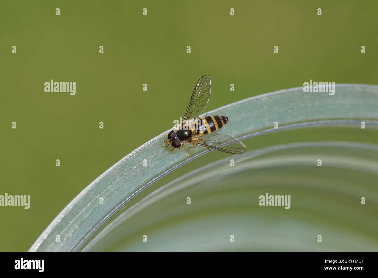 Transparent plastic container hi-res stock photography and images - Alamy