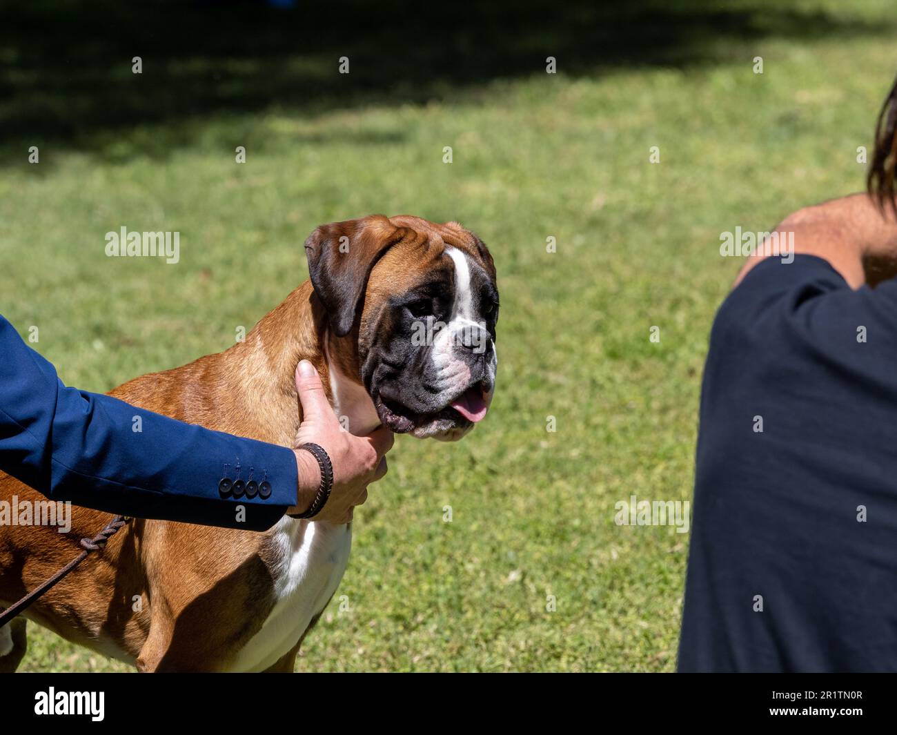 Head portrait of a purebred boxer dog held by his owner a dog show ...
