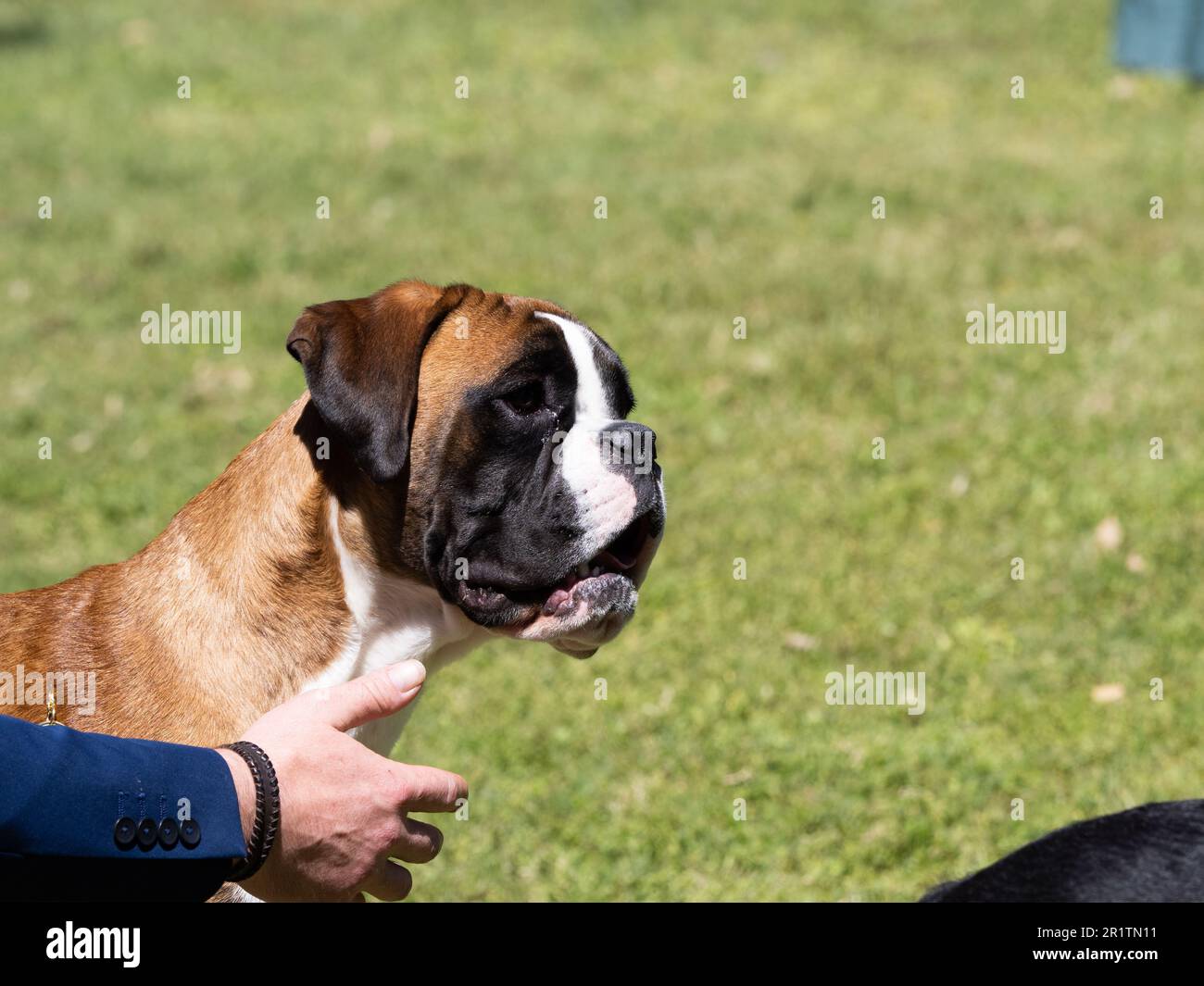 Head portrait of a purebred boxer dog held by his owner a dog show ...