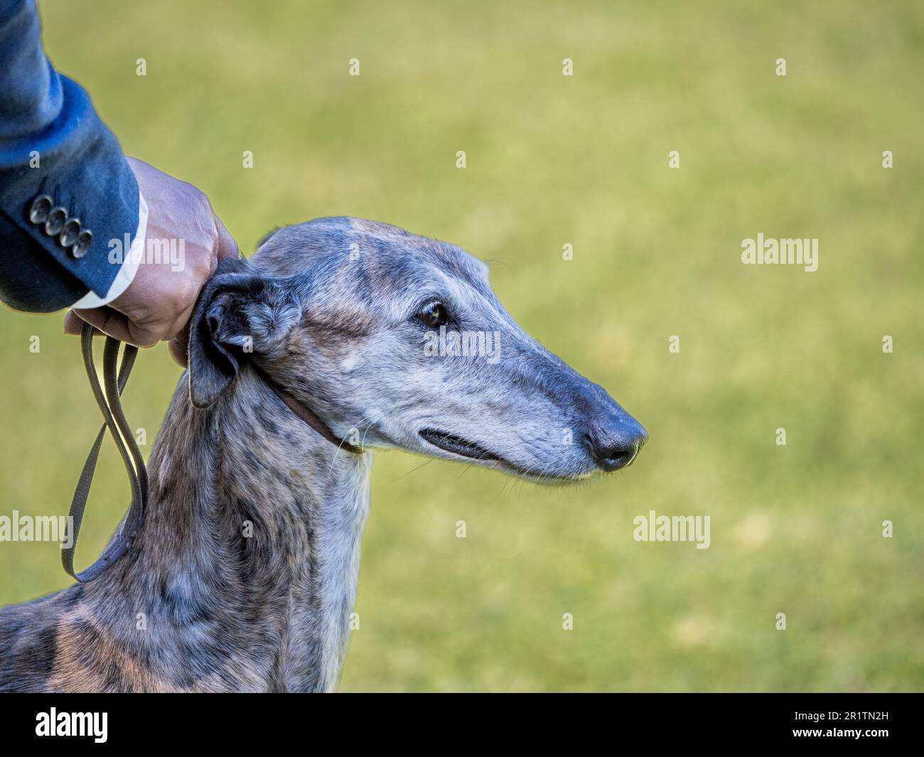 Head portrait of Spanish Greyhound purebred dog Stock Photo - Alamy