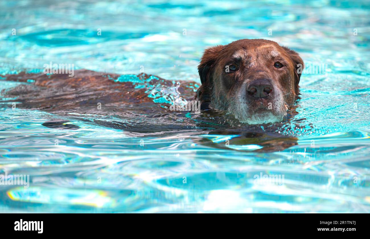 Dog in paddling pool hi-res stock photography and images - Alamy