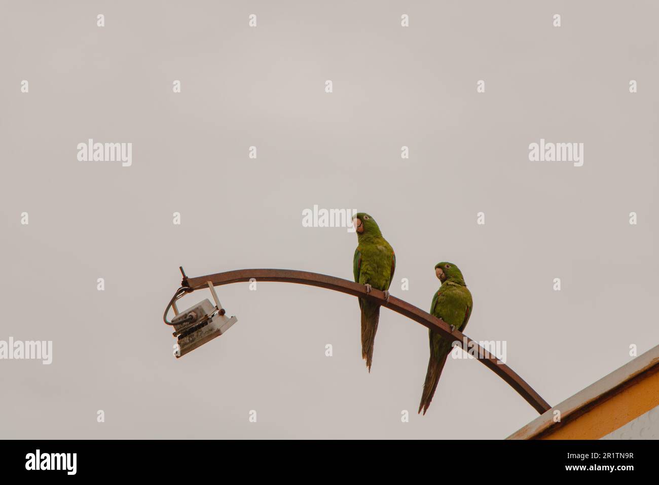 couple of parrots Stock Photo - Alamy