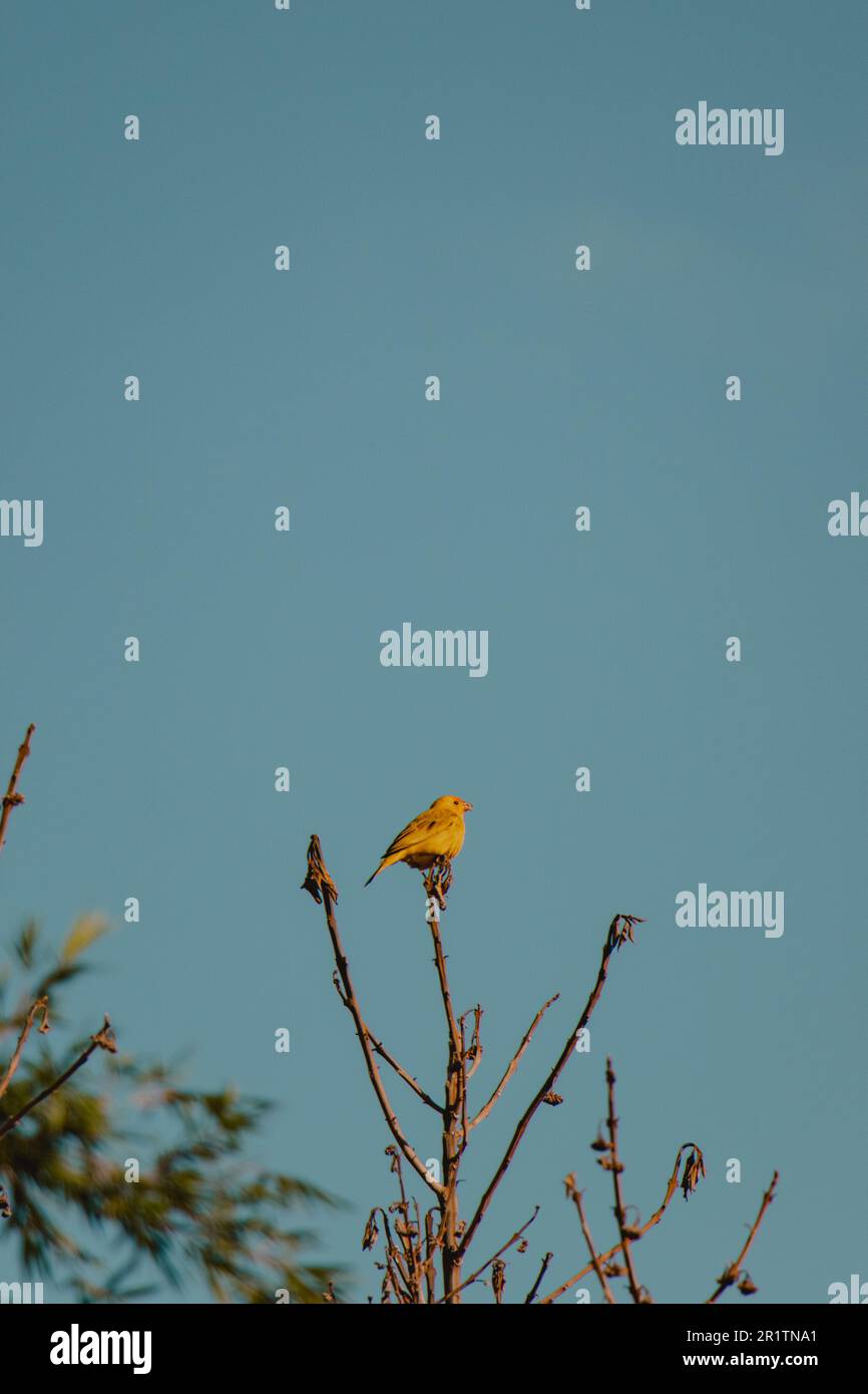 little yellow bird on top of the branches Stock Photo - Alamy