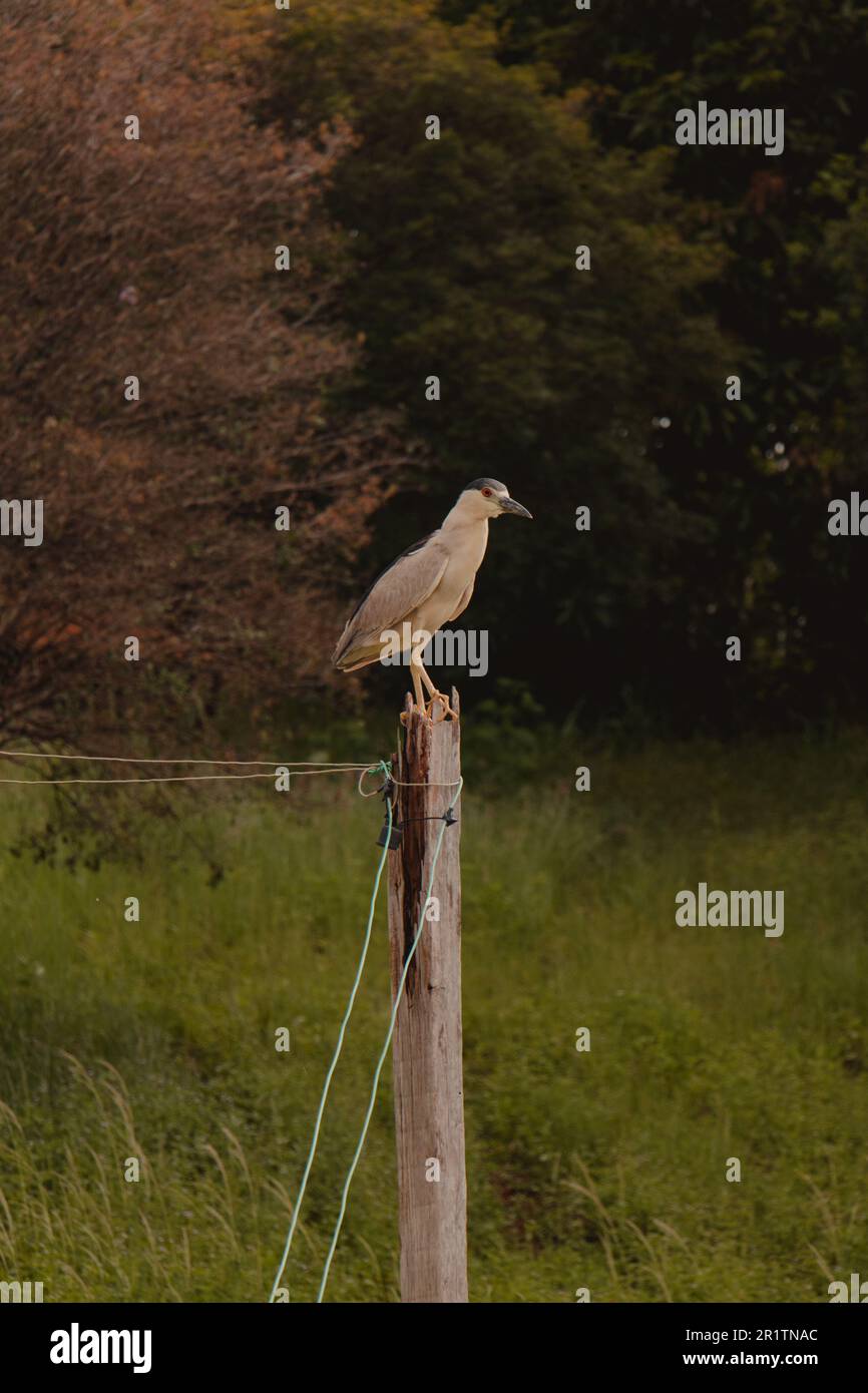 Still life birds hi-res stock photography and images - Alamy
