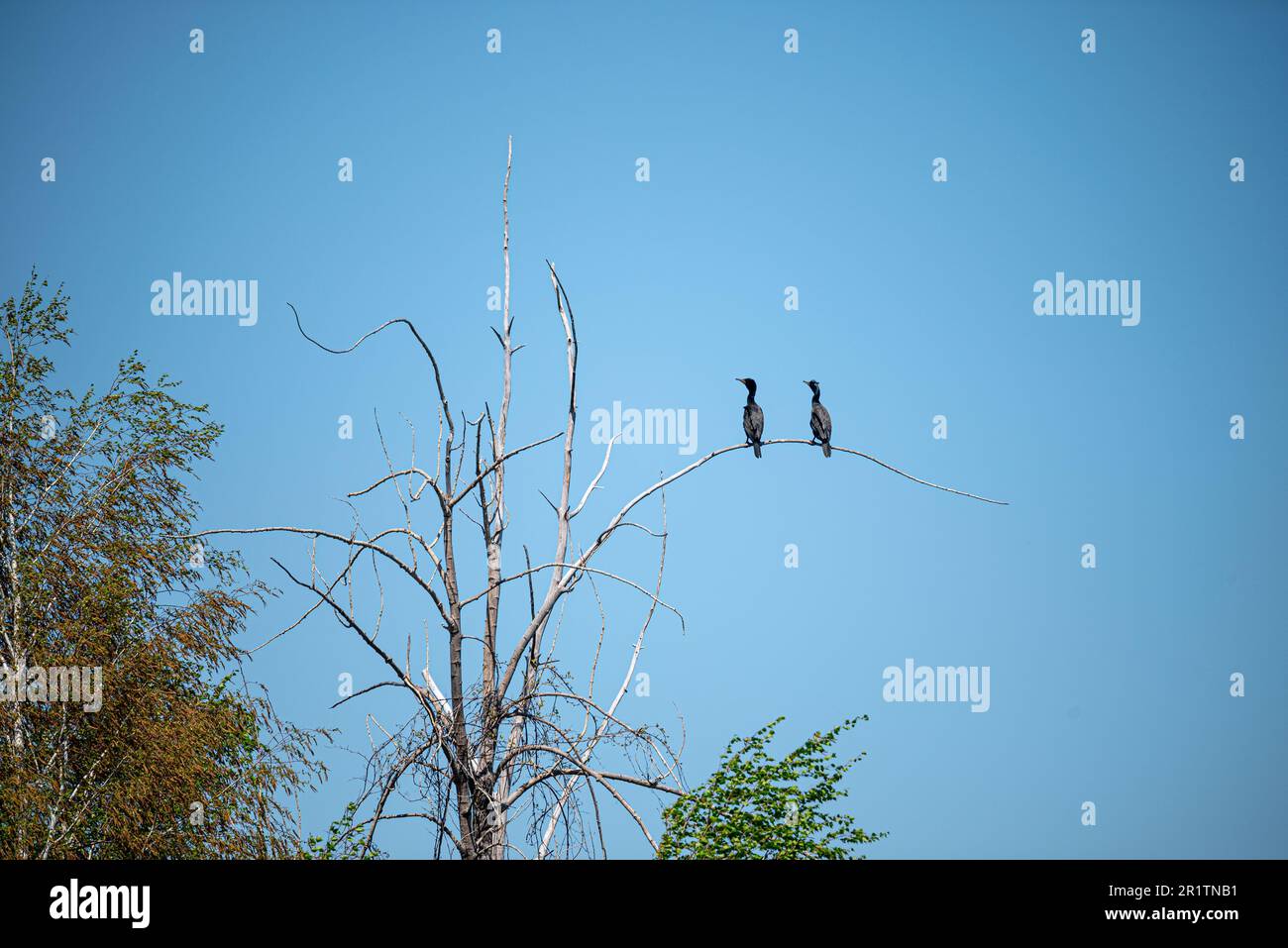Image features two birds hi-res stock photography and images - Alamy