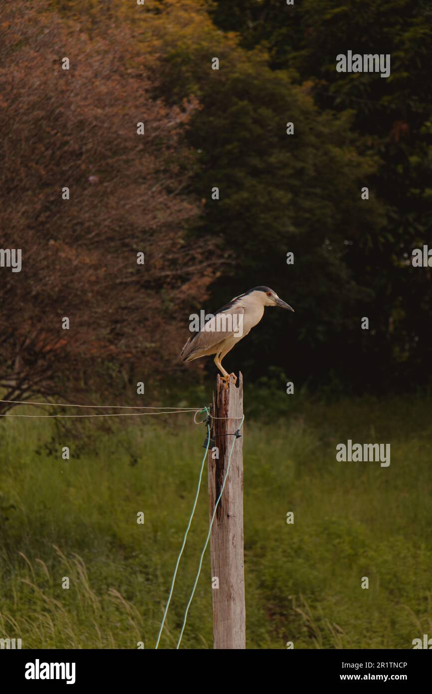 Animal bird birds wildlife hi-res stock photography and images - Alamy