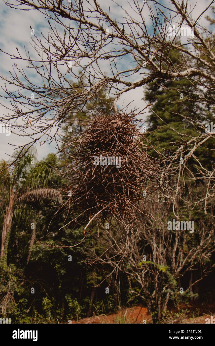 Dodo bird nest hi-res stock photography and images - Alamy