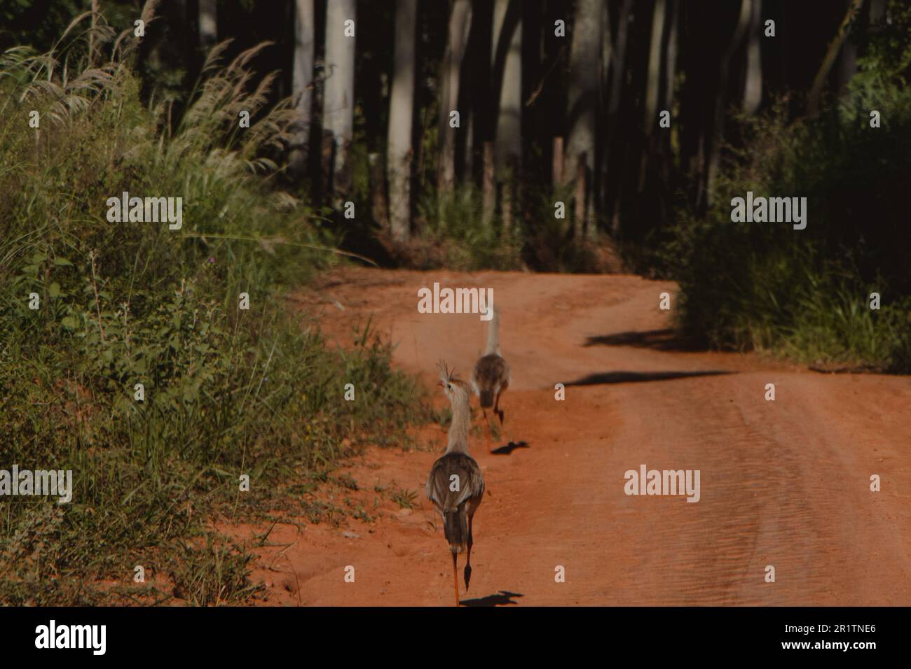 seriema bird running on land Stock Photo - Alamy