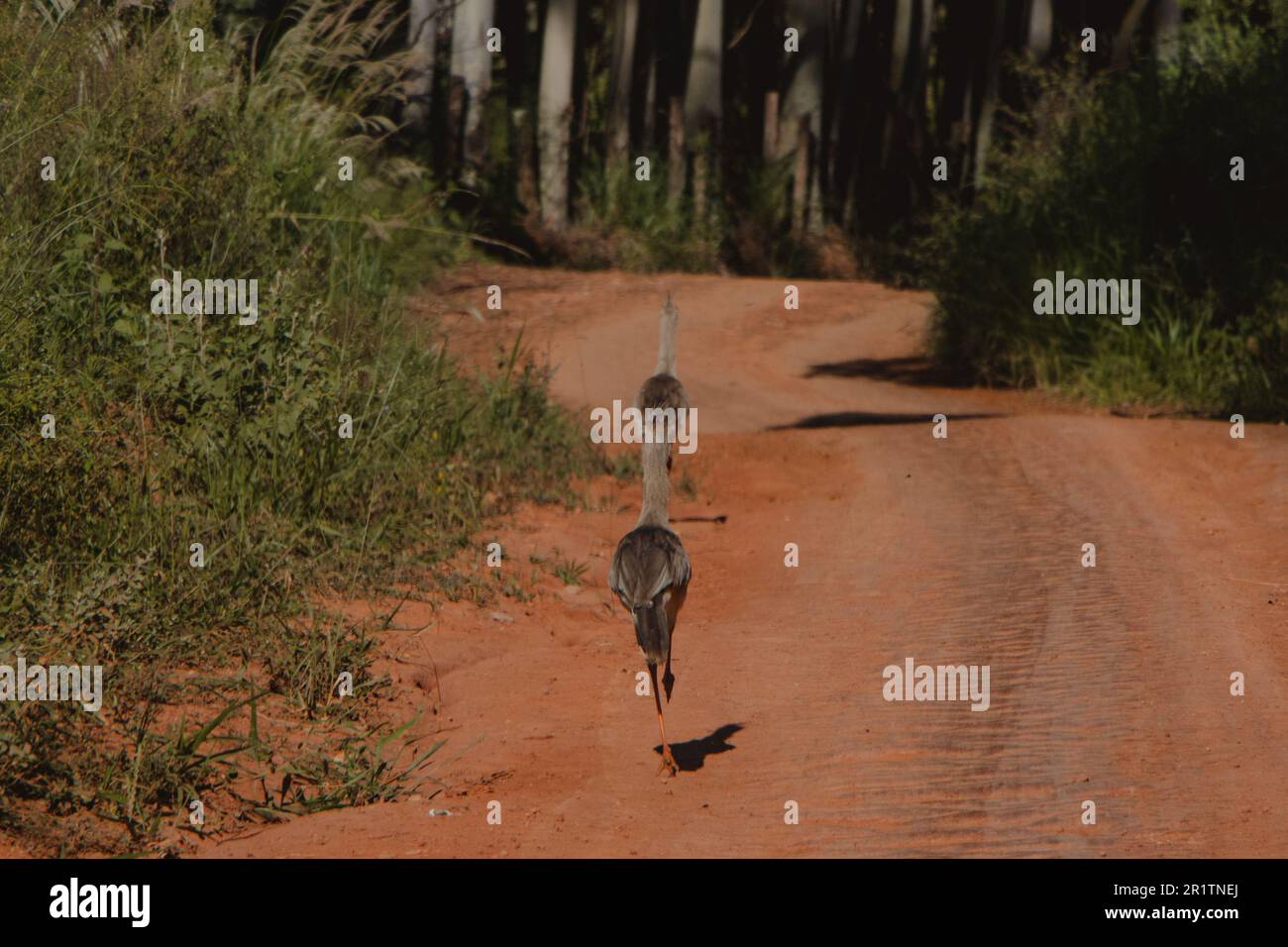 seriema bird running Stock Photo - Alamy