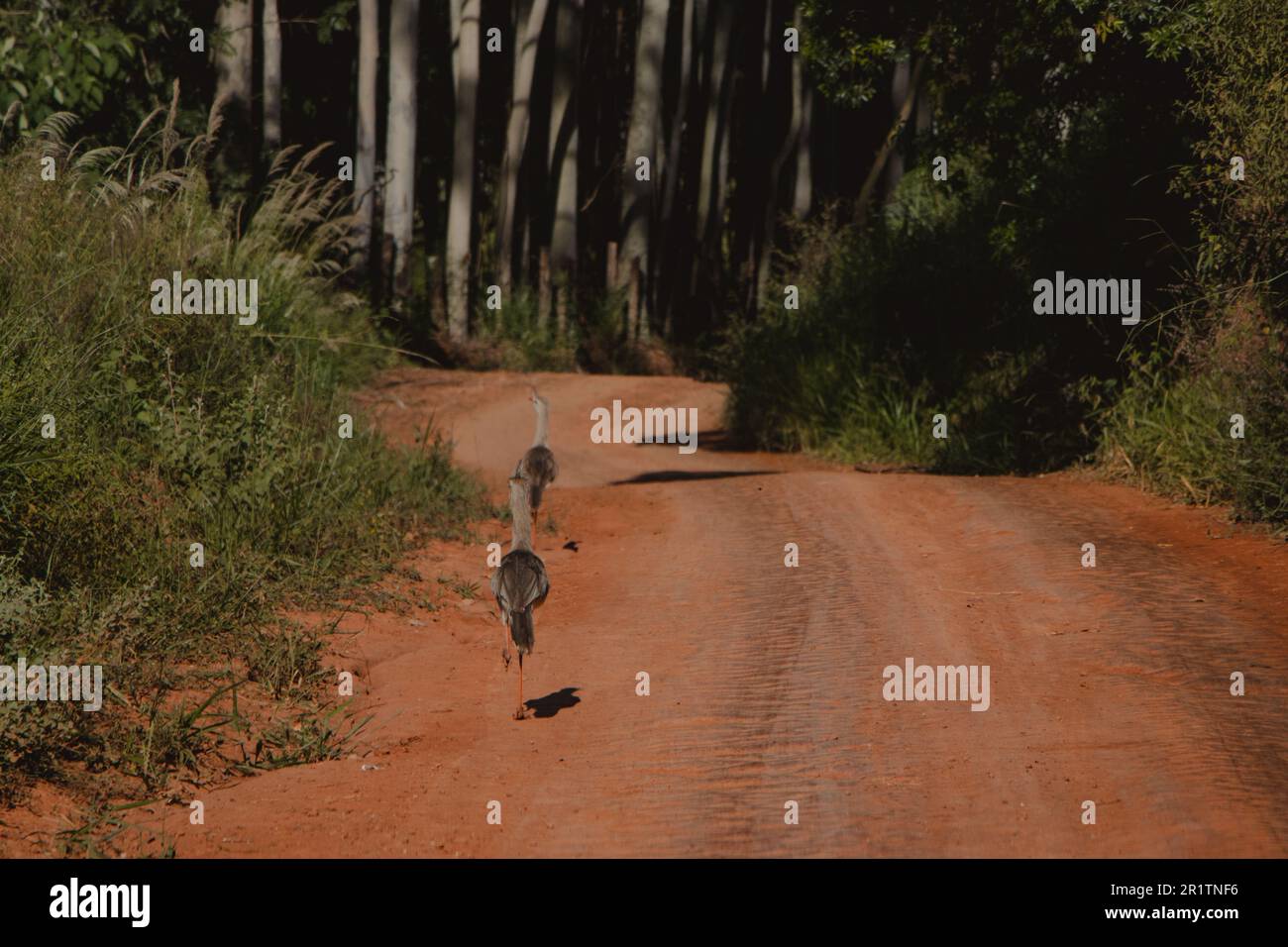 Couple run chase hi-res stock photography and images - Alamy