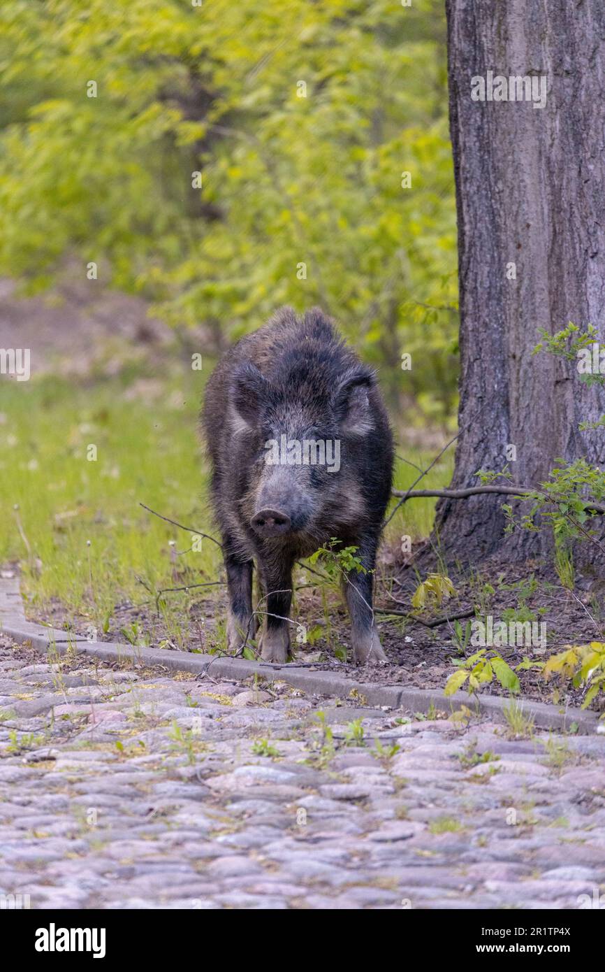 Wild boar, venison, forest. Trees. Day Stock Photo - Alamy