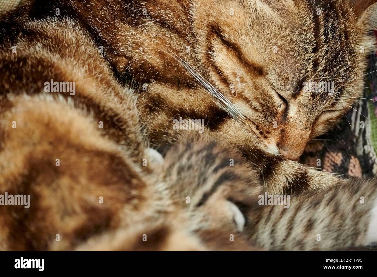 Languid pose hi-res stock photography and images - Alamy