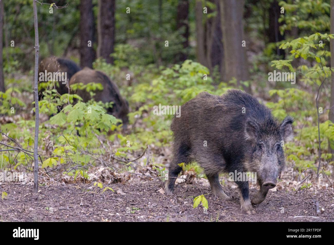 Wild boar, venison, forest. Trees. Day Stock Photo - Alamy