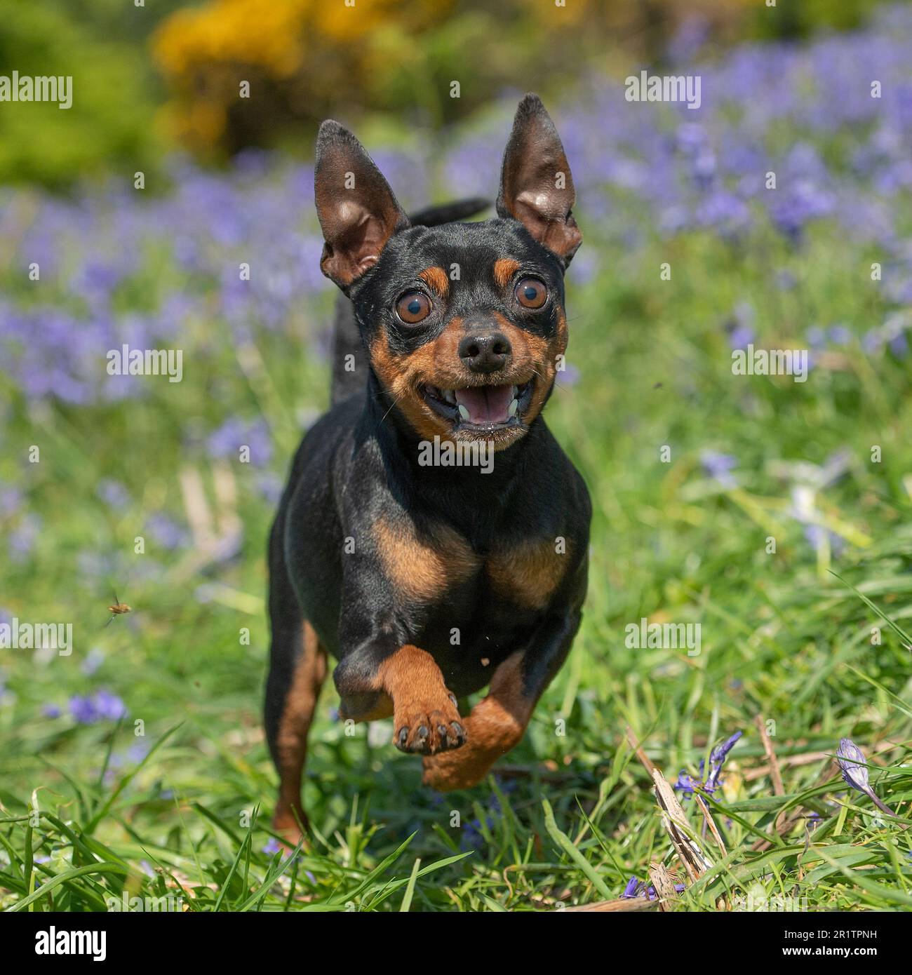 miniature pinscher running towards camera Stock Photo - Alamy