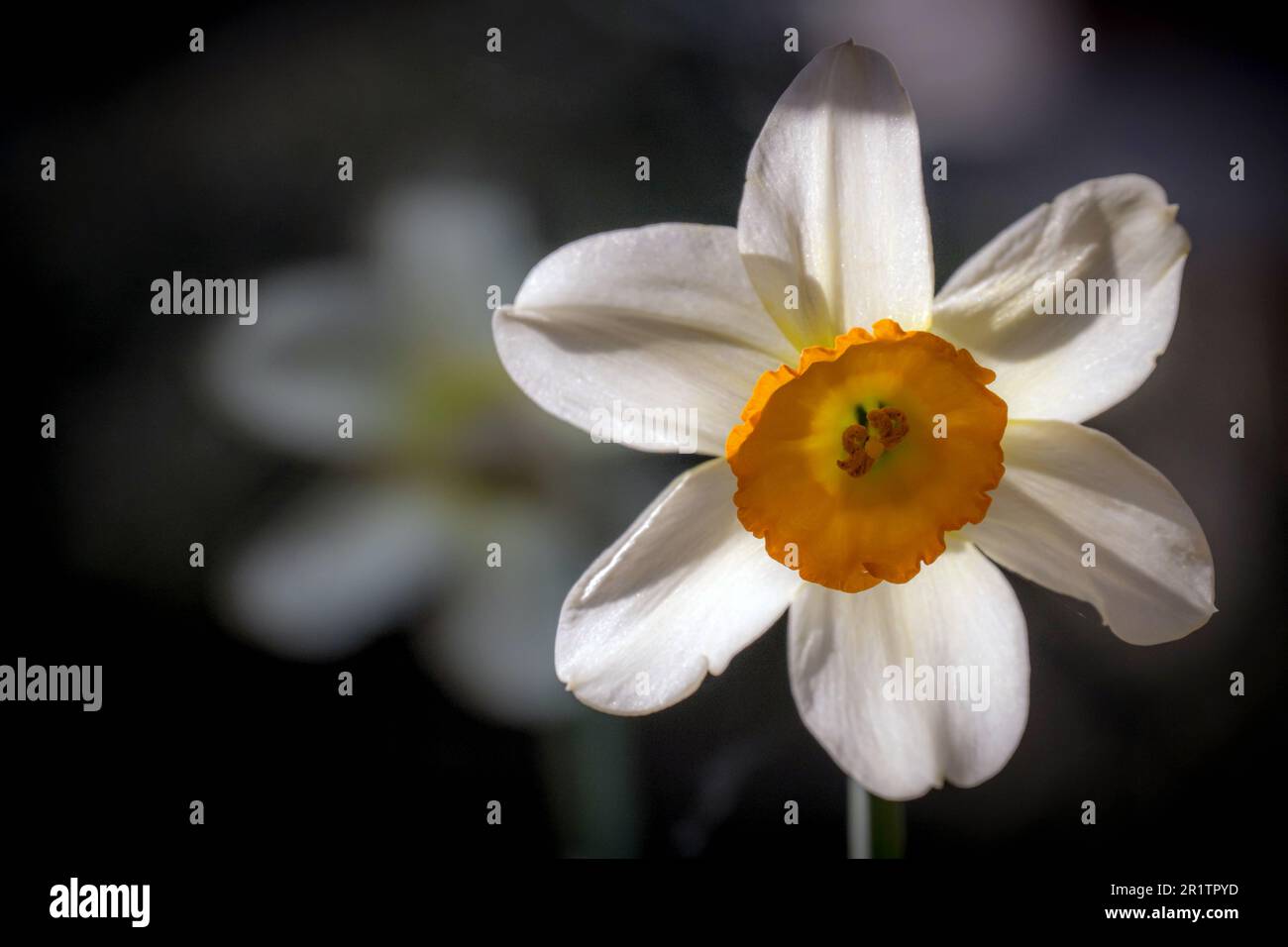 Daffodil face hi-res stock photography and images - Alamy