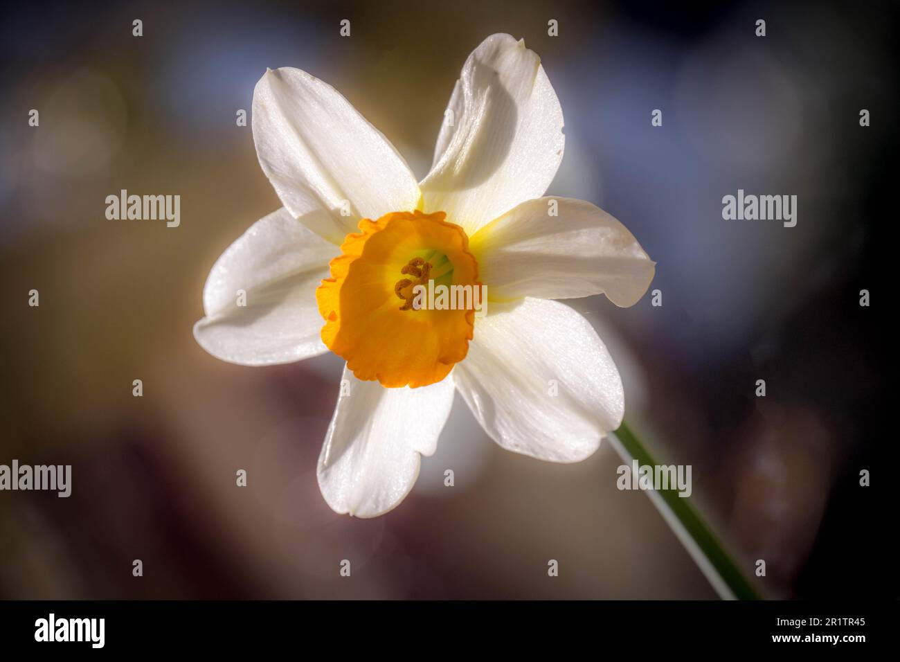 Daffodil face hi-res stock photography and images - Alamy