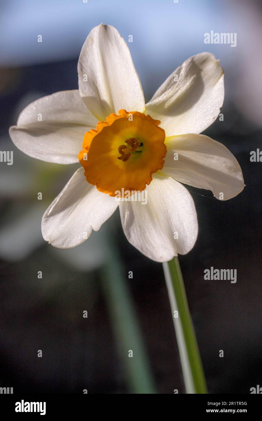 Daffodil face hi-res stock photography and images - Alamy