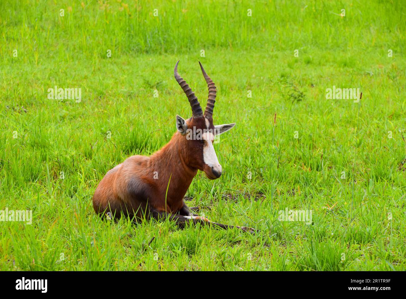 An adult blesbok antelope in a nature reserve in Zimbabwe. Credit: Vuk ...