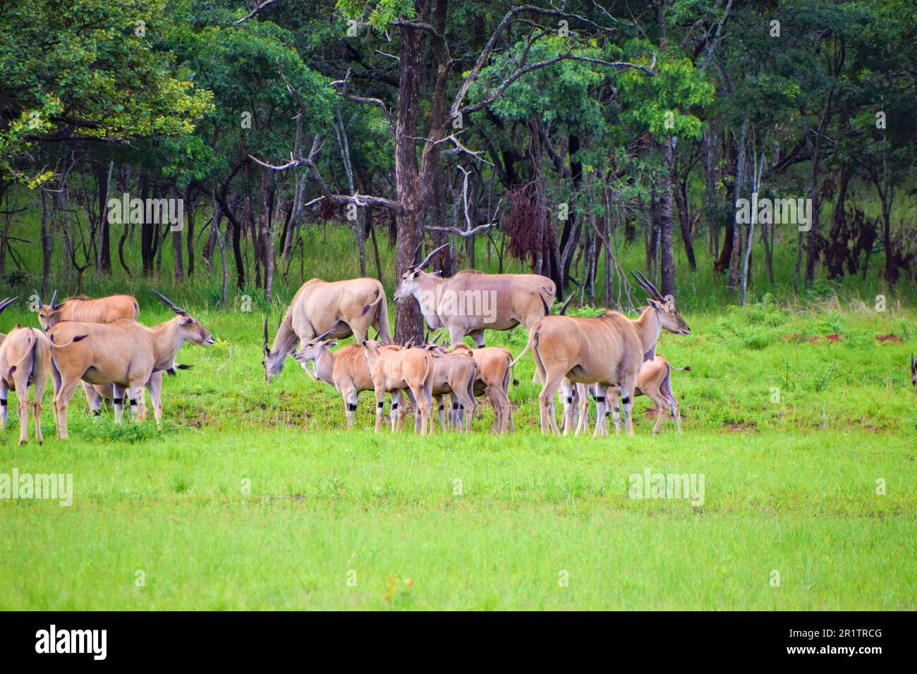 Eland antelopes in a nature reserve in Zimbabwe Stock Photo - Alamy