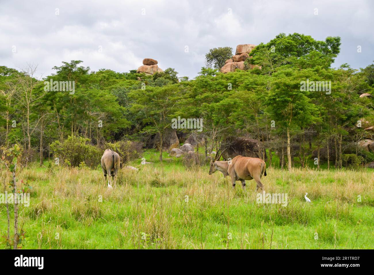 Eland antelopes in a nature reserve in Zimbabwe. Credit: Vuk Valcic ...