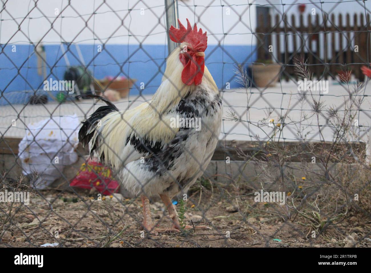 Pajaros grandes hi-res stock photography and images - Alamy