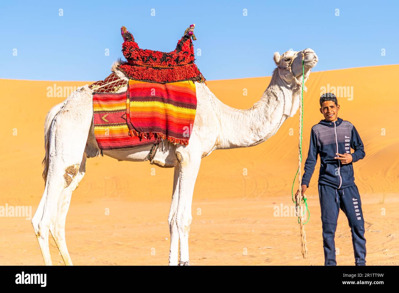 young tuareg man posing upright with his white dromedary camel decorated with red cloth saddle ...