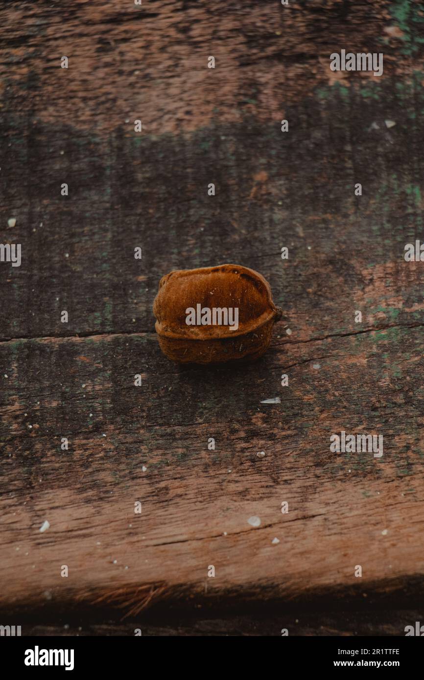 a single raw and unpeeled nutshell Stock Photo - Alamy