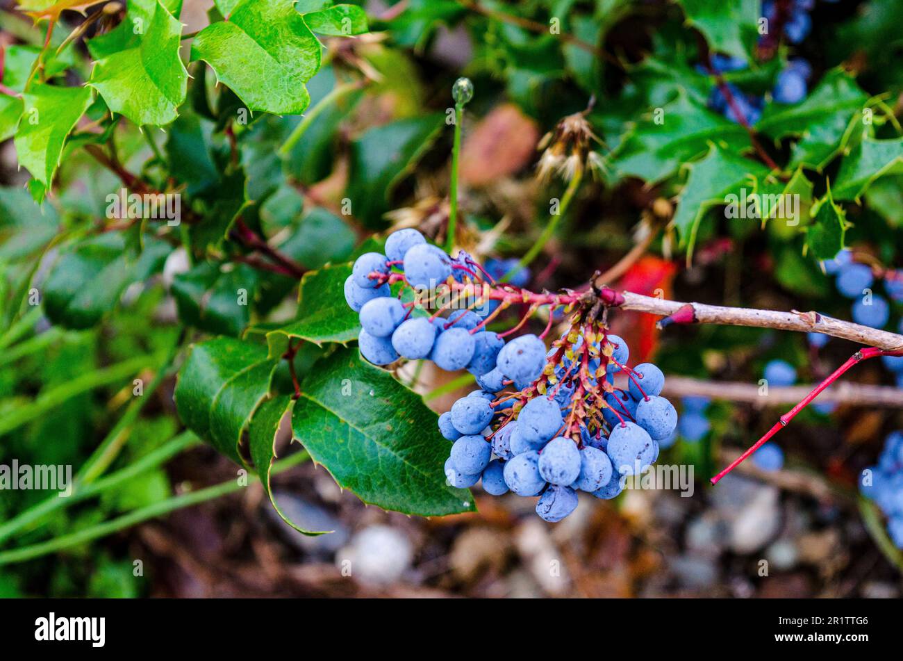 Colorful ornamental Oregon Grape the state flower of Oregon as seen in ...