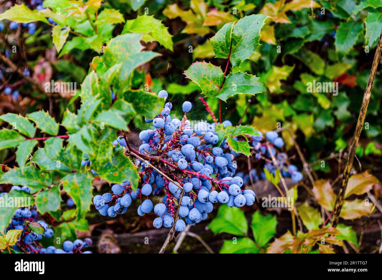Colorful ornamental Oregon Grape the state flower of Oregon as seen in ...